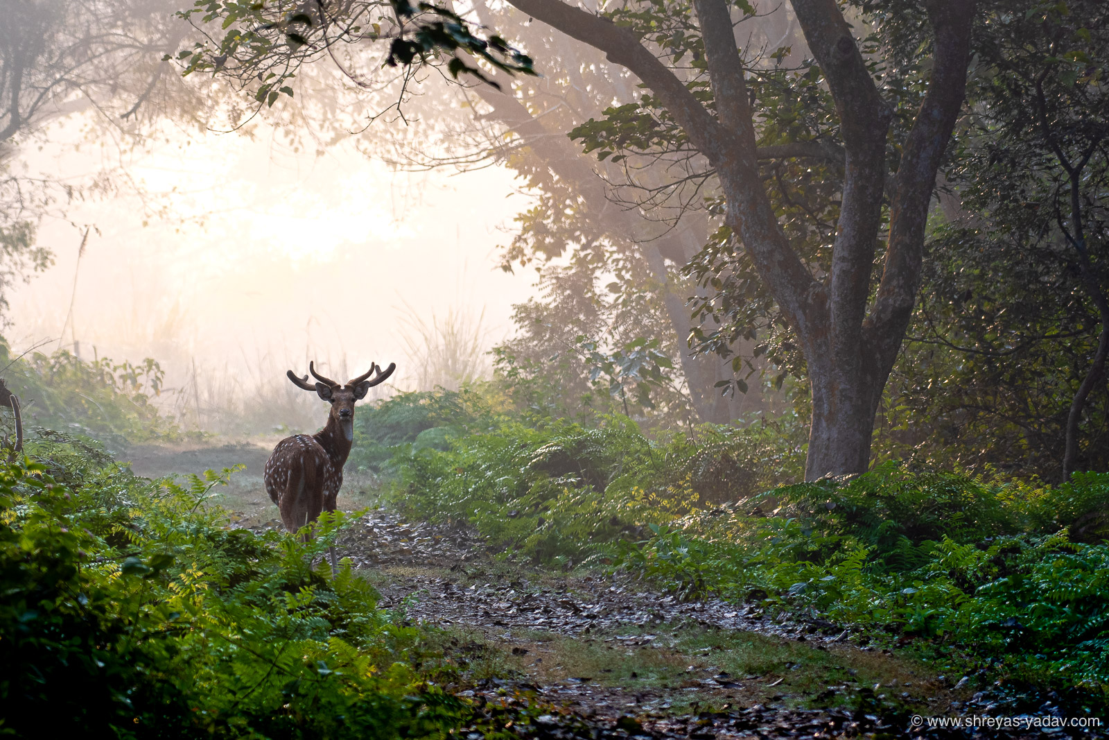 Five types of natural light you should know to capture beautiful ...