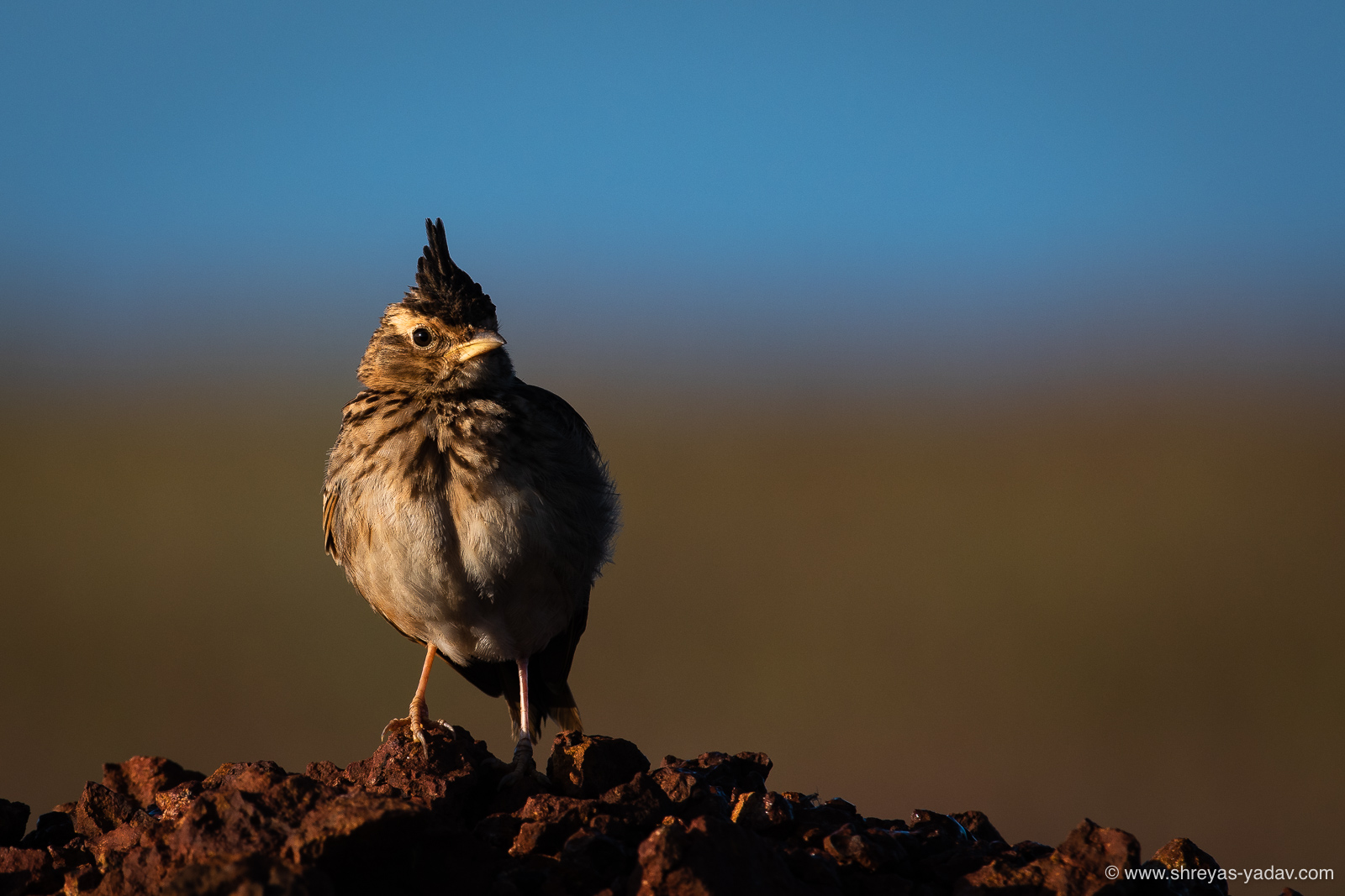 Five types of natural light you should know to capture beautiful ...