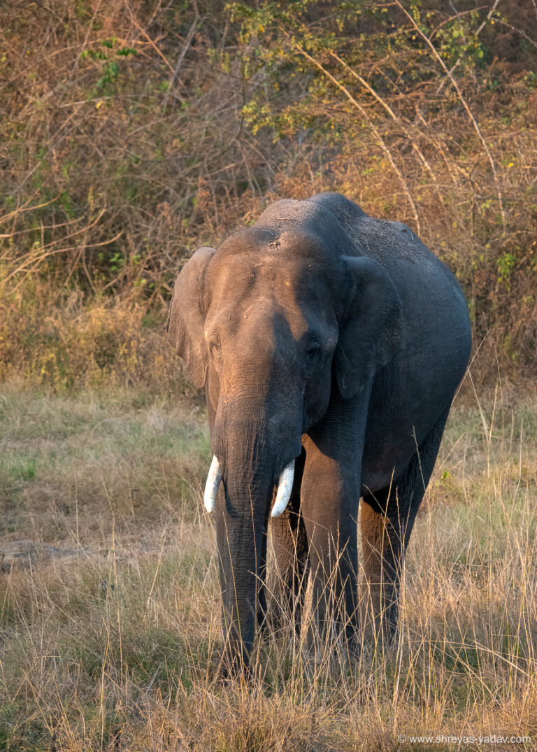 Sony RX10 IV Review: Best Bridge Camera for Wildlife Photography