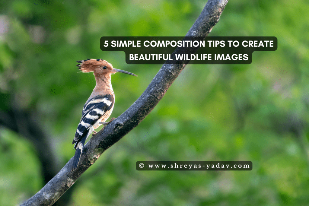 5 Simple Composition Techniques to create beautiful Wildlife images