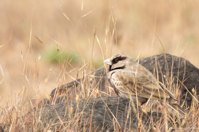 Nikon Coolpix P950 Review: Bridge Camera for Bird Photography