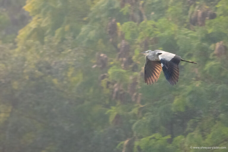Nikon Coolpix P950 Review: Bridge Camera for Bird Photography