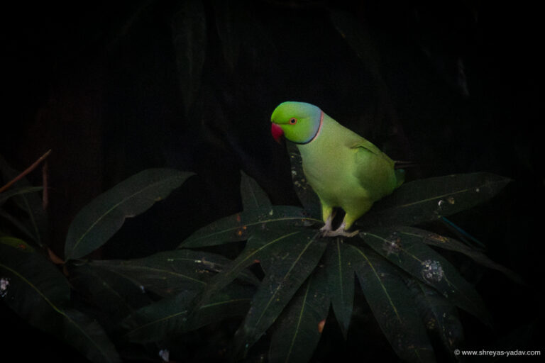 Nikon Coolpix P950 Review: Bridge Camera for Bird Photography