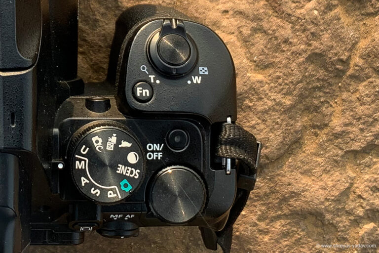 Nikon Coolpix P950 Review: Bridge Camera for Bird Photography